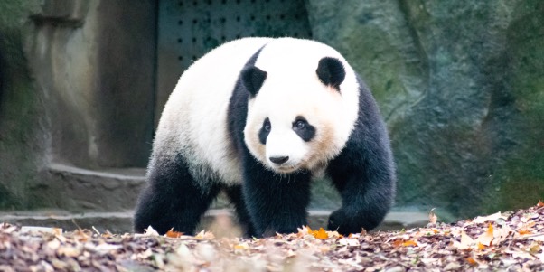 Interesting Panda Bear Facts You Might Not Have Known | Pandasoft